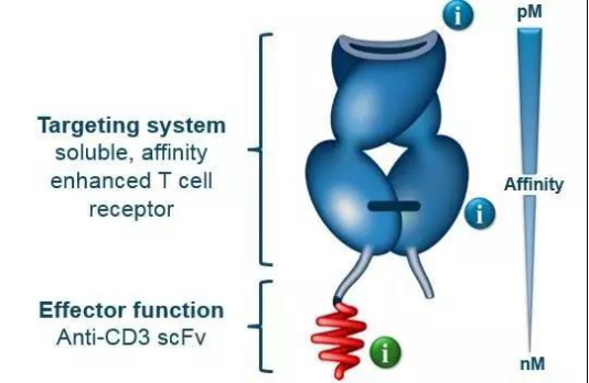 细胞免疫强势崛起，三大进展挺进实体瘤_医学界-助力医生临床决策和职业成长