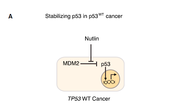 40余年来，围绕p53靶点开发的创新疗法有哪些重要进展？_医学界-助力医生临床决策和职业成长