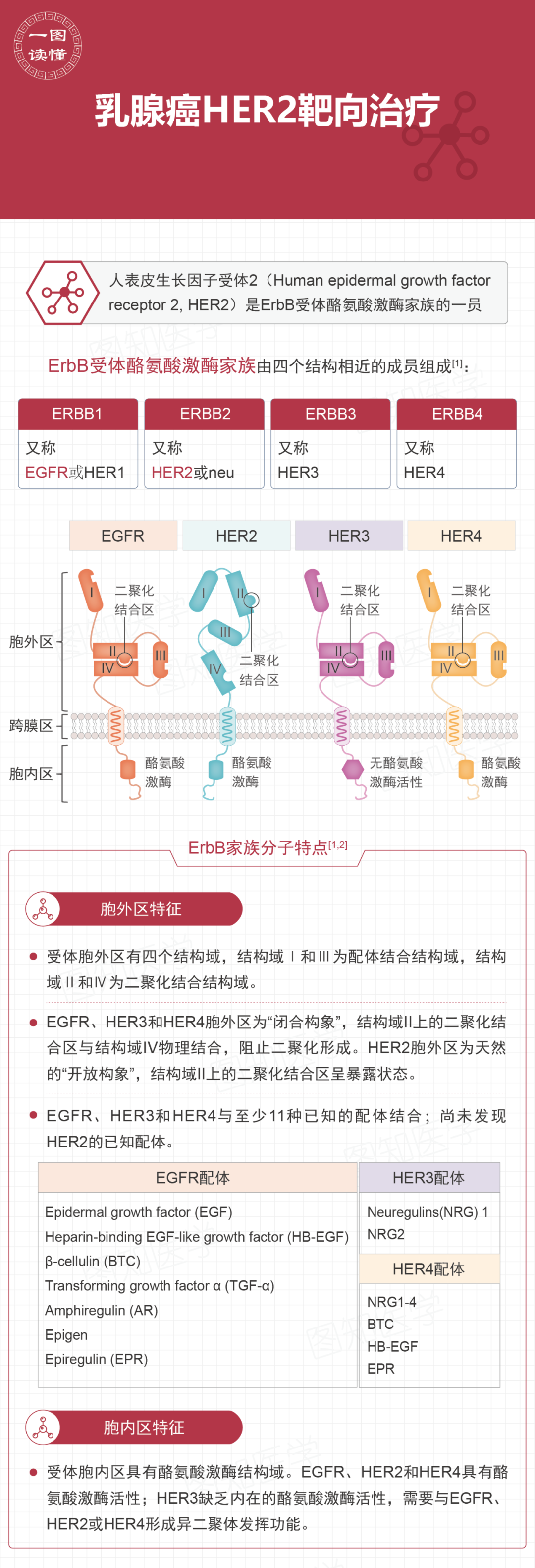 乳腺癌HER2靶向治疗_医学界-助力医生临床决策和职业成长