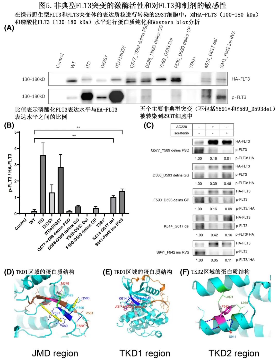 血液恶性肿瘤的FLT3突变谱和非经典FLT3突变的意义_医学界-助力医生临床决策和职业成长