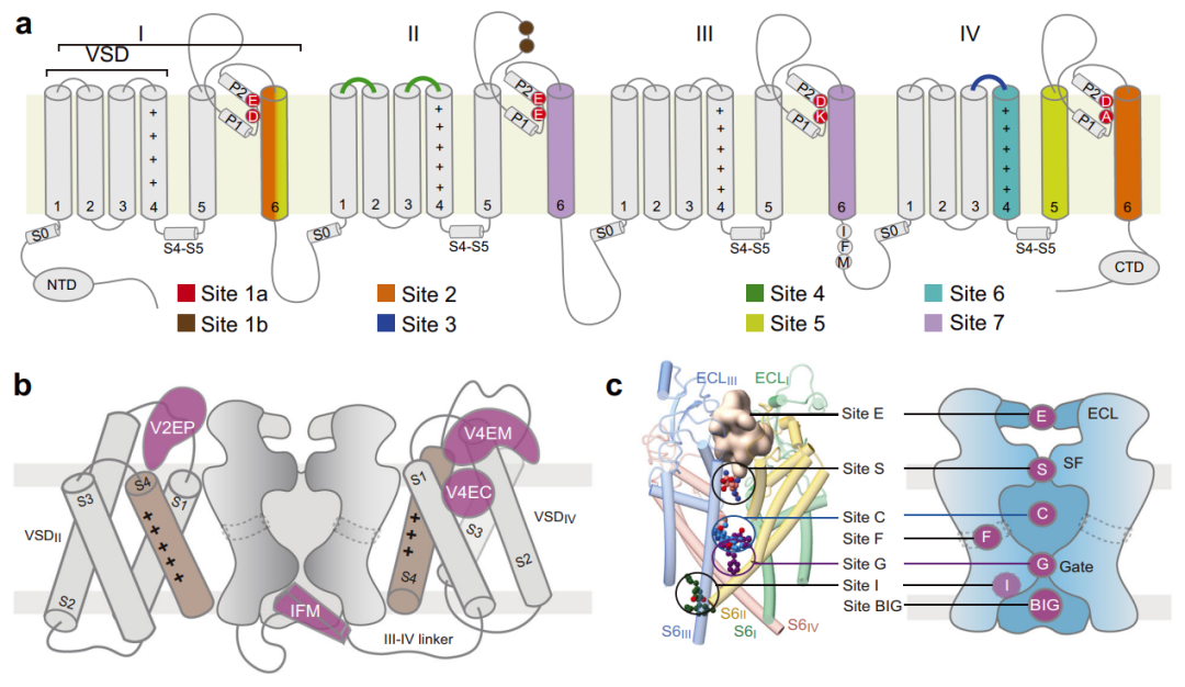 颜宁最新论文：Nav1.7拮抗剂的结构映射，为止痛药开发奠定基础_医学界-助力医生临床决策和职业成长