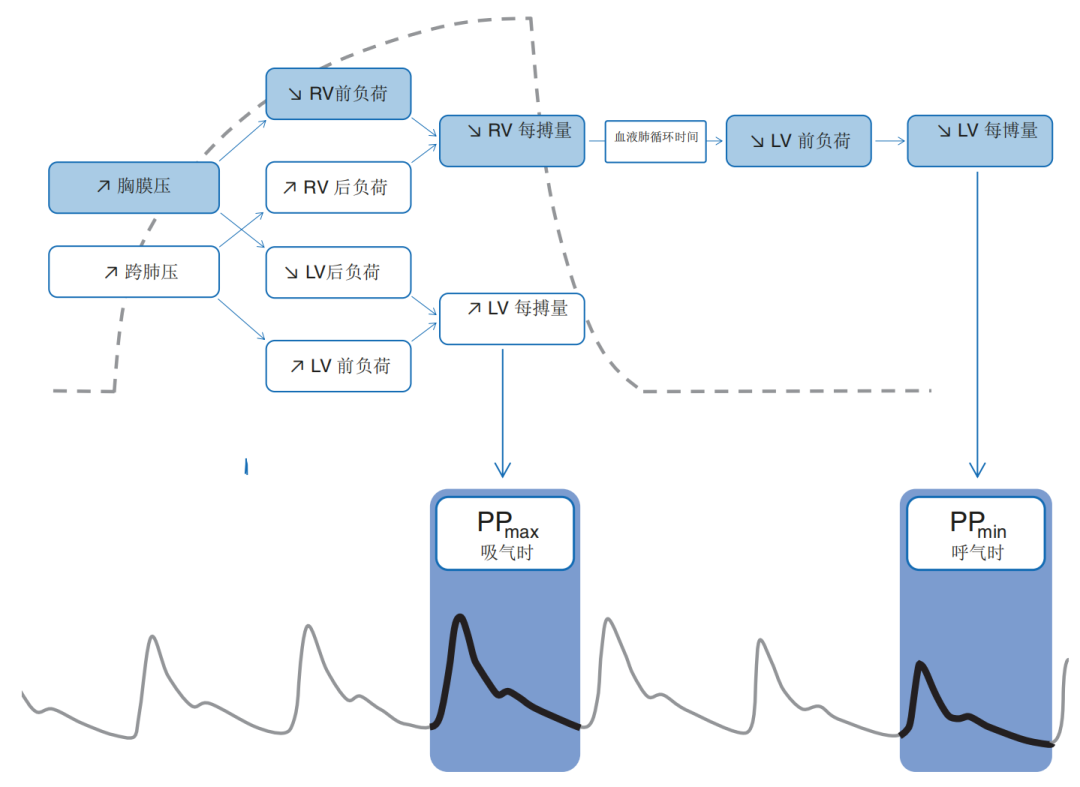 血流动力学基础：理解PPV、SVV_医学界-助力医生临床决策和职业成长