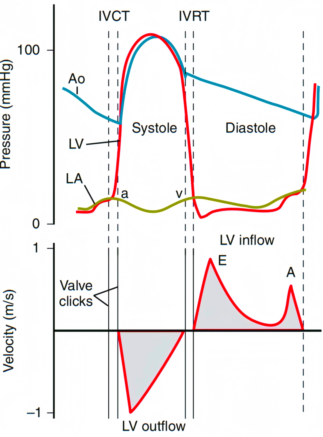 如何在超声心动图中识别心动周期_医学界-助力医生临床决策和职业成长