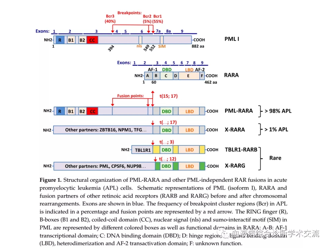 血液三胞胎之经典型APL 、变异型APL和APL样白血病_医学界-助力医生临床决策和职业成长