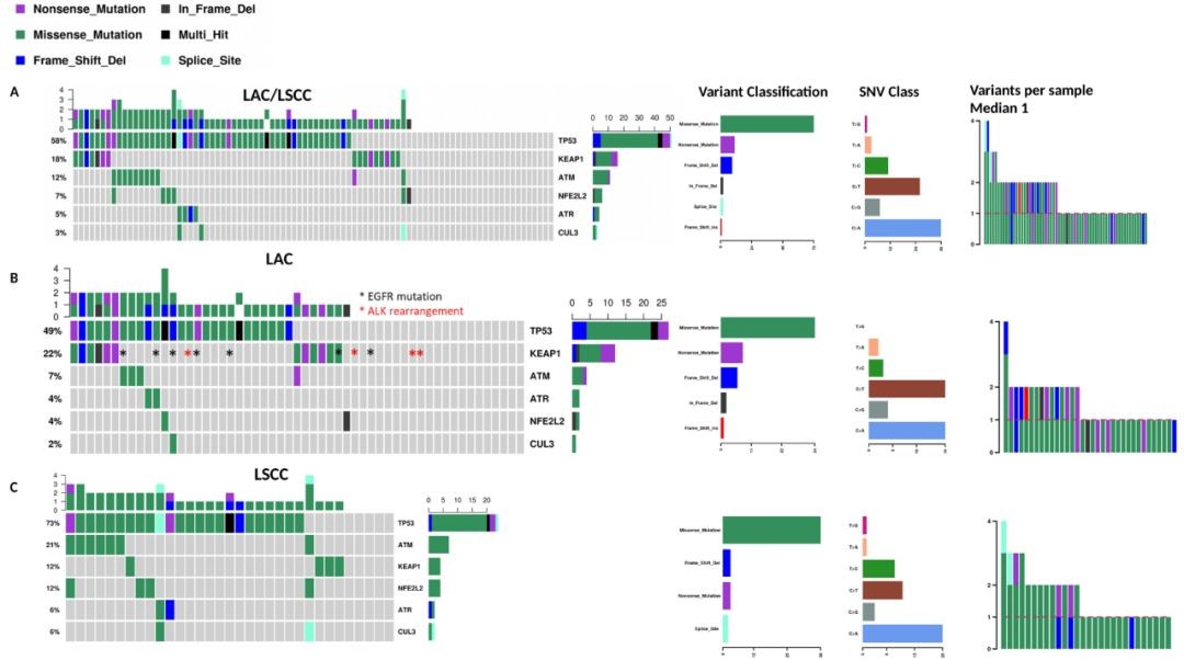 多项中国学者重磅研究发布，揭示肺癌治疗新思路| 肺癌资讯_医学界-助力医生临床决策和职业成长