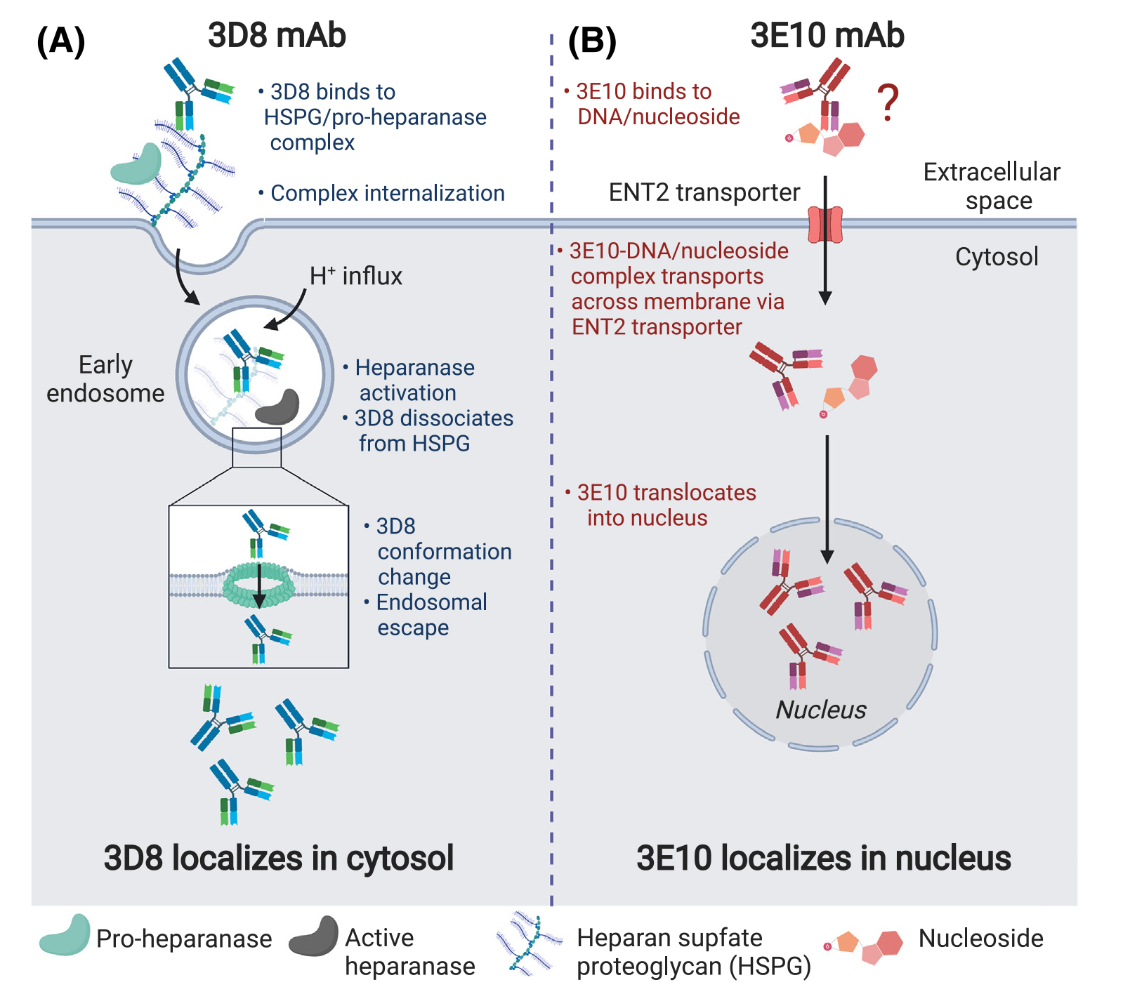 SLE的发病机制，竟剑指免疫疗法的新靶点？_医学界-助力医生临床决策和职业成长