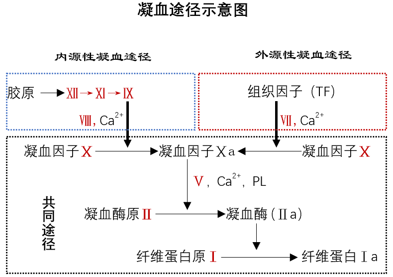 如何解读凝血功能化验单？抗凝和抗栓药物需要哪些监测指标？医学界 助力医生临床决策和职业成长