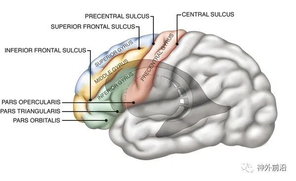 Thieme图解｜额叶解剖_医学界-助力医生临床决策和职业成长