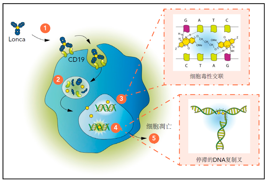 治疗弥漫大B细胞淋巴瘤的新型抗体偶联药物_医学界-助力医生临床决策和职业成长