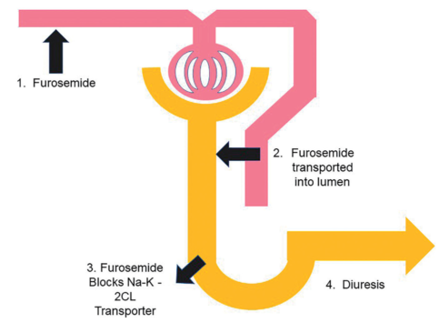 呋塞米应激实验——你都知道吗？_医学界-助力医生临床决策和职业成长