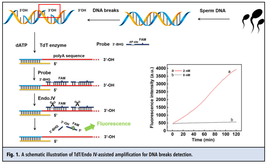 精子DNA碎片化新指标，同济医学院肖先金课题组发表论文_医学界-助力医生临床决策和职业成长