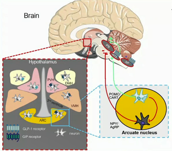 来看看GIP与GLP-1有何差异、潜力？_医学界-助力医生临床决策和职业成长