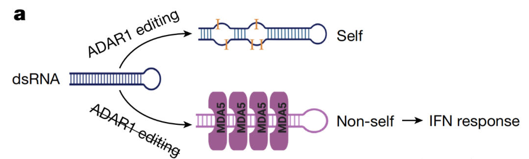 Nature：李进团队揭示RNA编辑是常见炎症性疾病遗传风险的基础_医学界-助力医生临床决策和职业成长