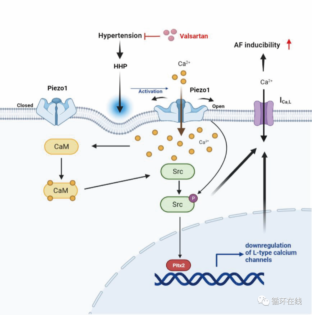 新型机械敏感性离子通道Piezo1参与高静水压所致心房肌细胞L型钙电流_医学界-助力医生临床决策和职业成长