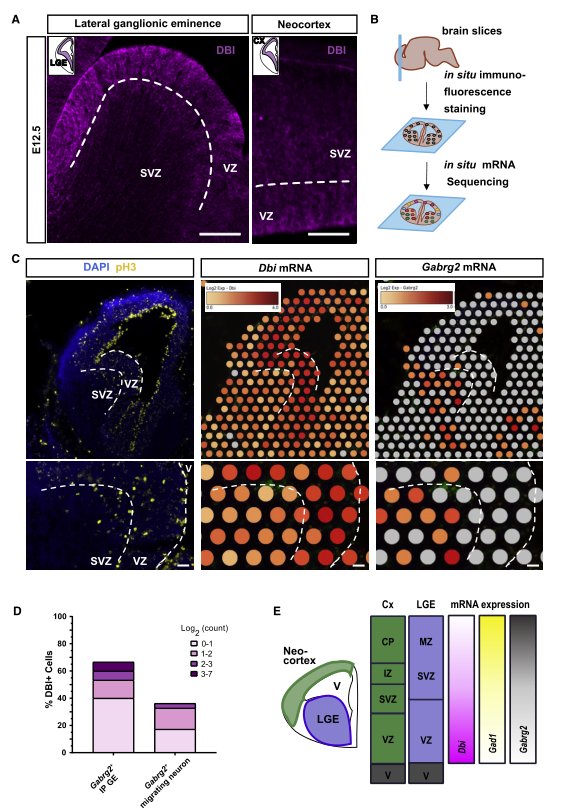 Neuron：GABA信号调控神经发生_医学界-助力医生临床决策和职业成长