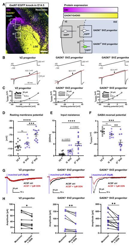 Neuron：GABA信号调控神经发生_医学界-助力医生临床决策和职业成长
