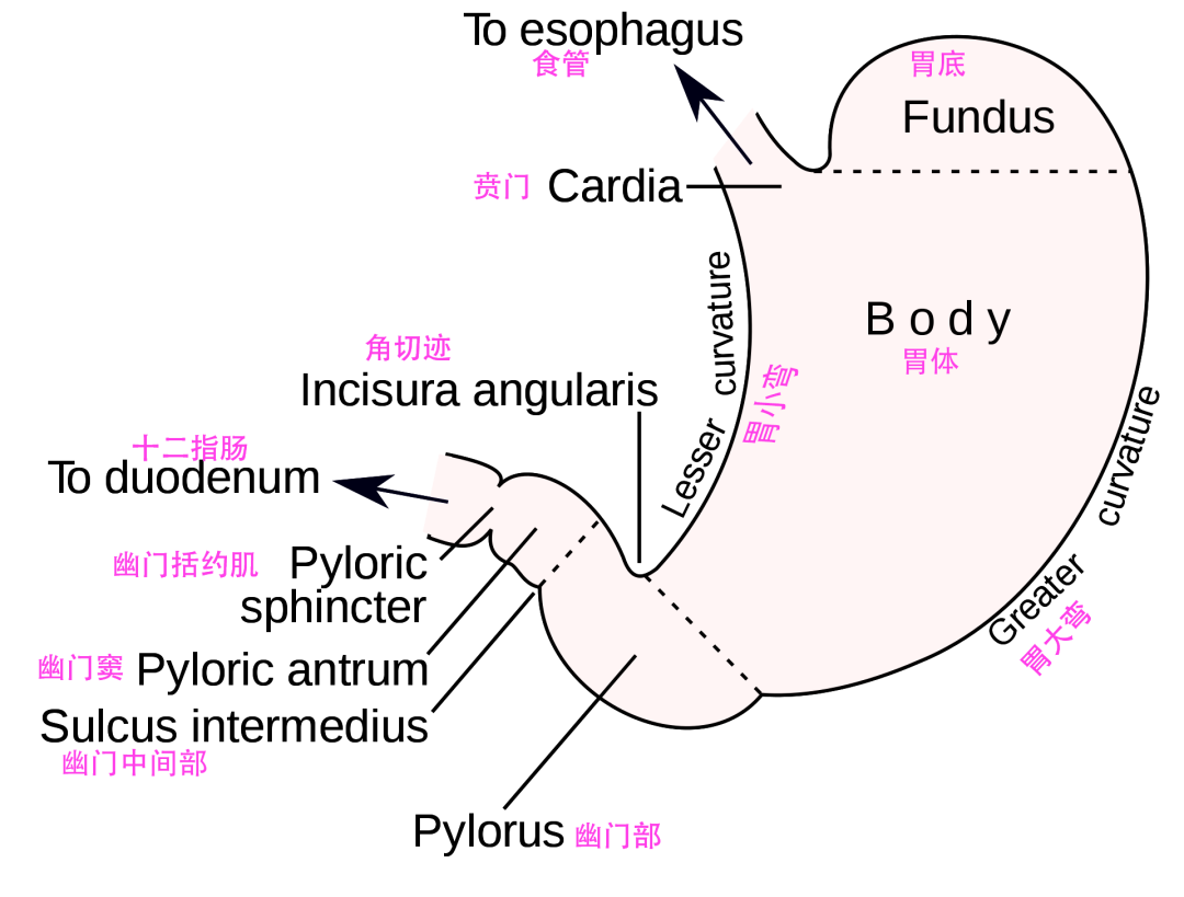 胃（stomach）的这些解剖学知识，你都知道吗？_医学界-助力医生临床决策和职业成长