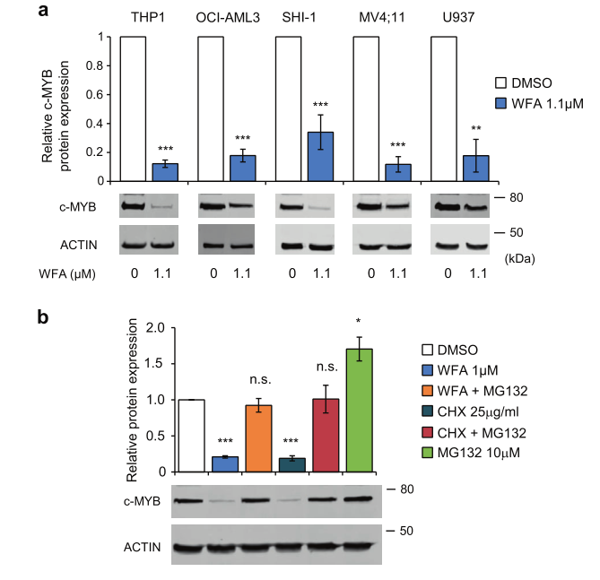 c-MYB靶向治疗急性髓系白血病的研究_医学界-助力医生临床决策和职业成长