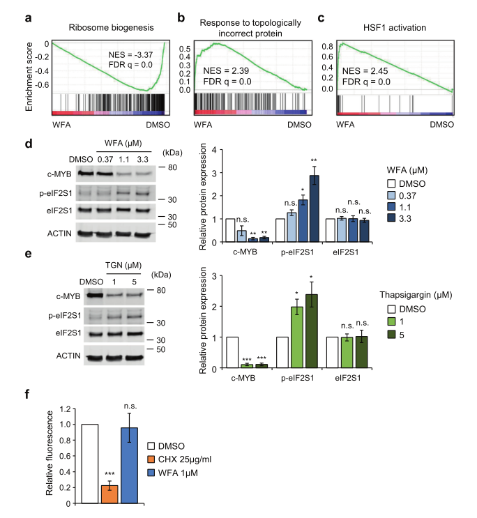 c-MYB靶向治疗急性髓系白血病的研究_医学界-助力医生临床决策和职业成长