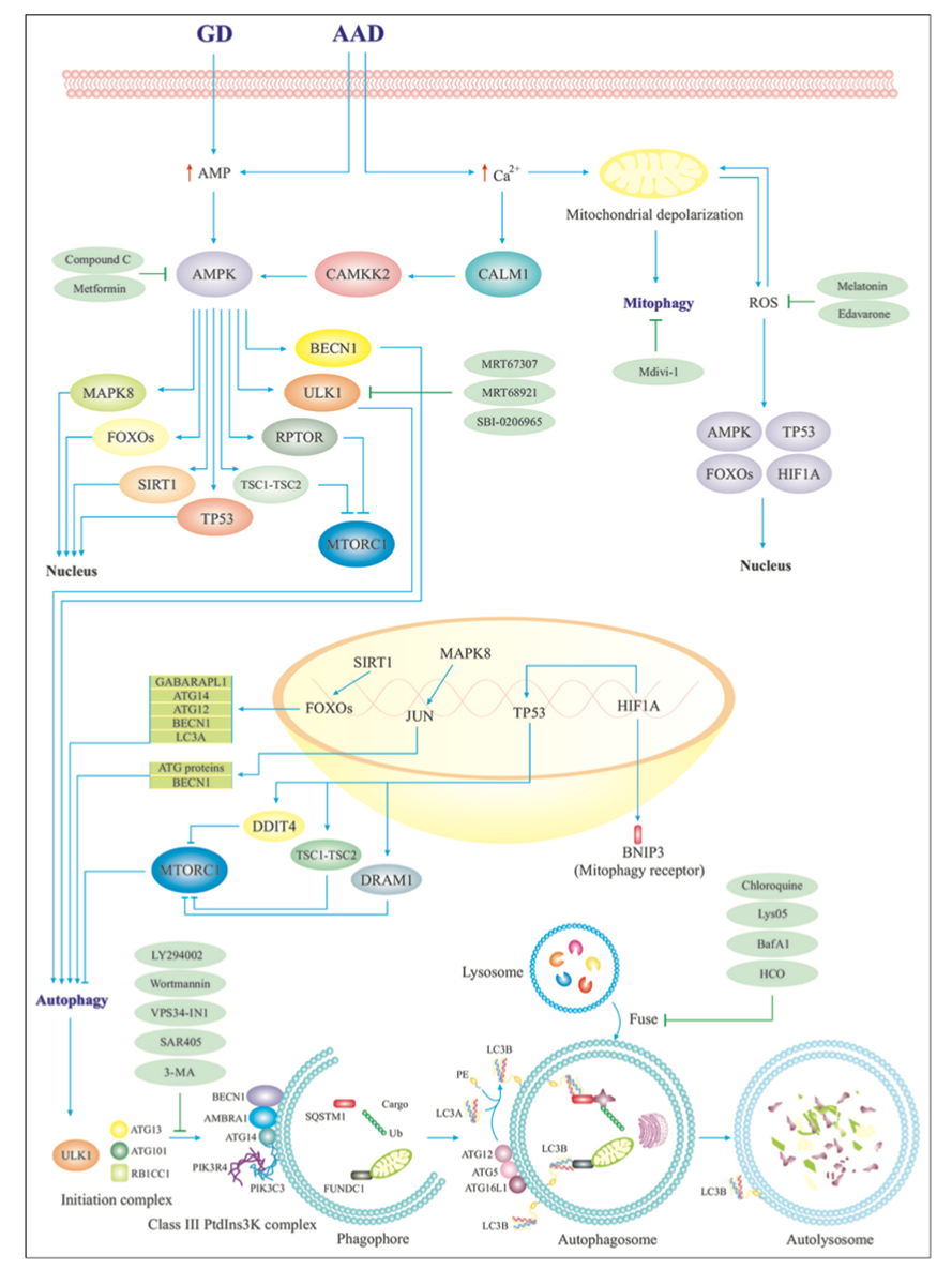 一文读懂：自噬作用在心力衰竭中的作用机制_医学界-助力医生临床决策和职业成长