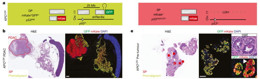 揭开p53基因与癌症发生之间的全新关系，为广谱抗癌药物开发指明方向_医学界-助力医生临床决策和职业成长