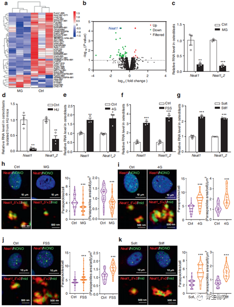 lncRNA Neat1通过Smurf1 mRNA 促进成骨细胞功能_医学界-助力医生临床决策和职业成长