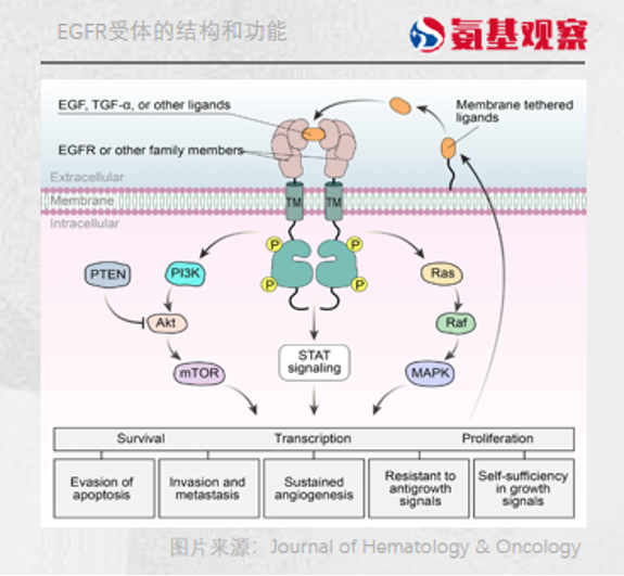 一代代药王陨落，但EGFR靶点的黄金时代刚开始_医学界-助力医生临床决策和职业成长