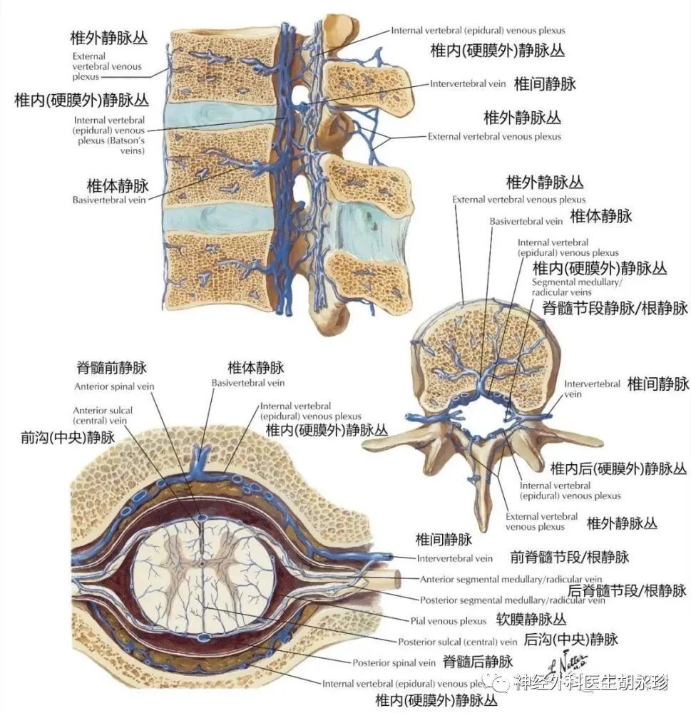 脊髓的静脉血流_医学界-助力医生临床决策和职业成长