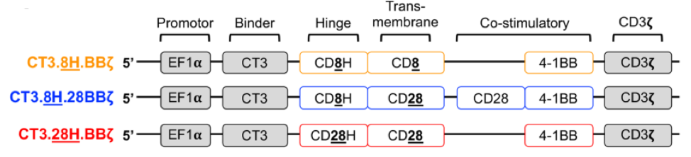 优化CAR结构提高细胞疗法治疗神经母细胞瘤功效_医学界-助力医生临床决策和职业成长