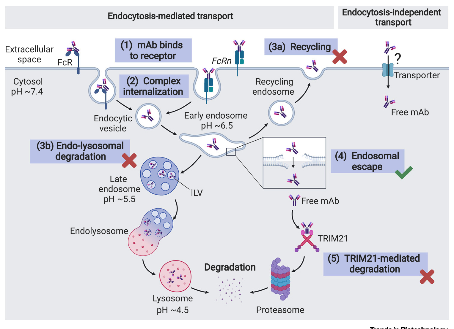 SLE的发病机制，竟剑指免疫疗法的新靶点？_医学界-助力医生临床决策和职业成长
